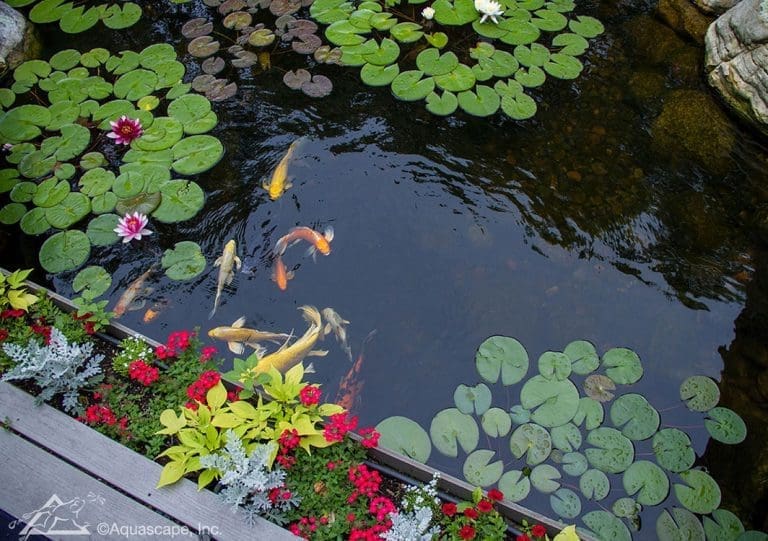 5 Types of Pond Liners Explained: Which One is Right for You? - New ...